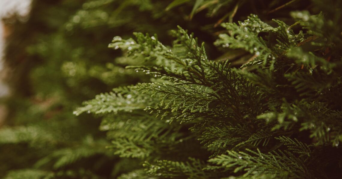 6 Types of Conifers to Spruce Up Your Garden This Winter