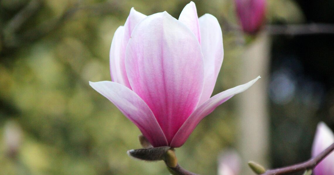 Magnolias for Your Home Garden and How to Care for Them