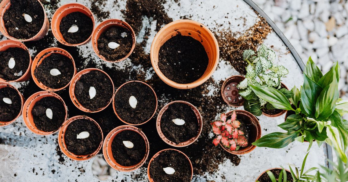 How to Grow Your Own Plants From Seed in 8 Simple Steps