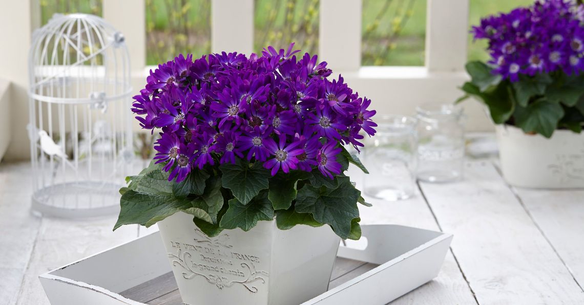 How to Add a Splash of Color to Your Spring Garden with Cool Color ...