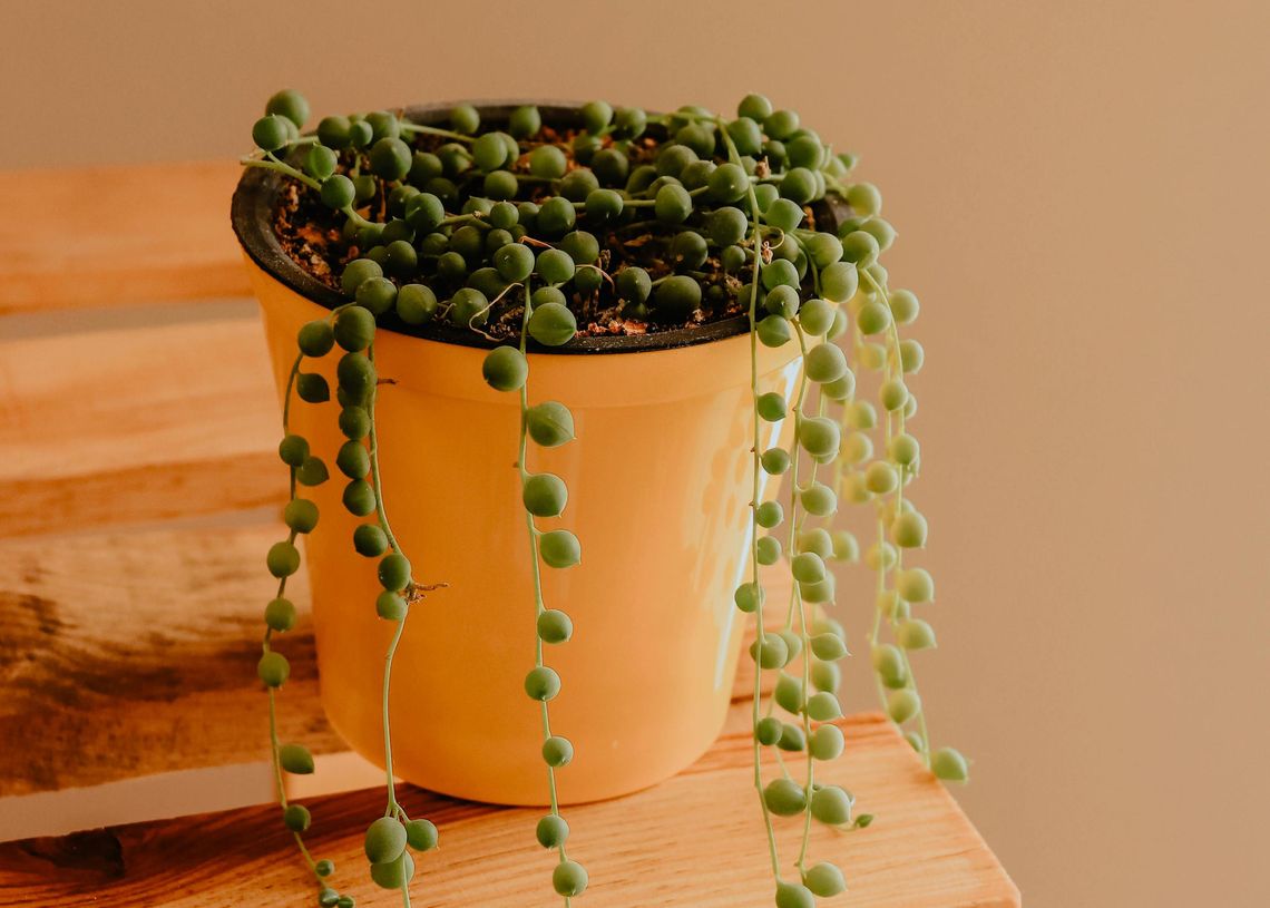 15 Common Houseplants Perfect for Your Home