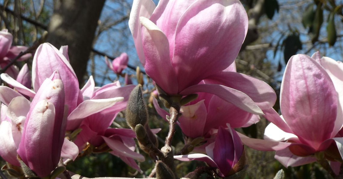 5 Fragrant Plants to Make Your Garden Smell Amazing