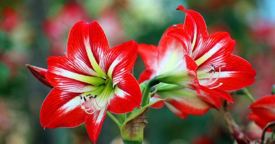 December Gardening Tips: Your Monthly Checklist