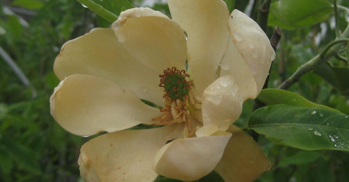 Evergreen Magnolias: A Year-Round Showstopper for Your Garden