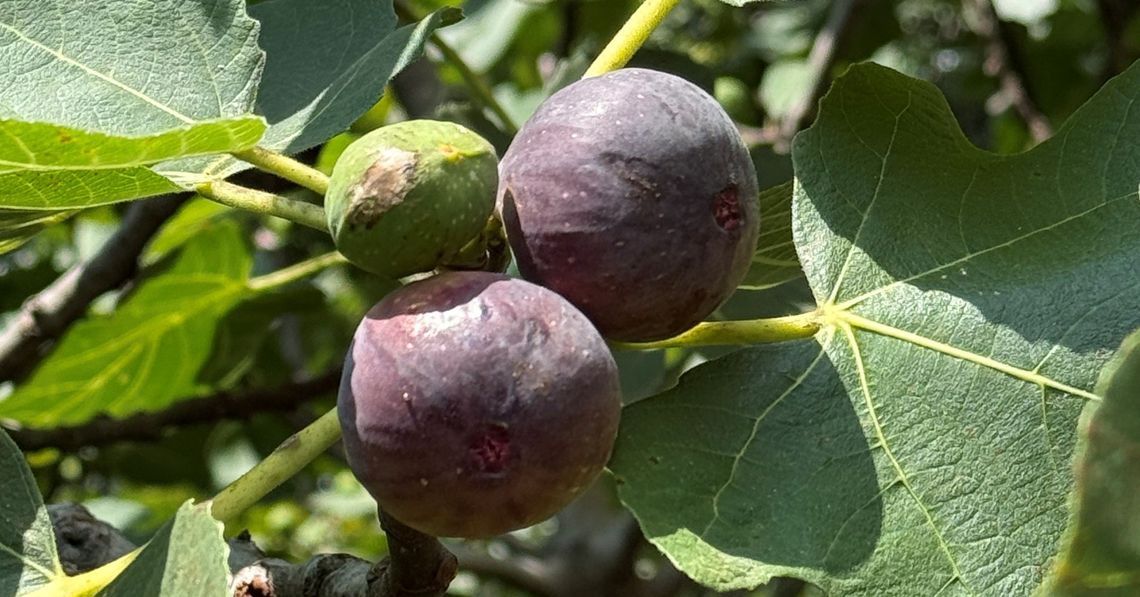 Discover how to grow, propagate, and care for fig trees