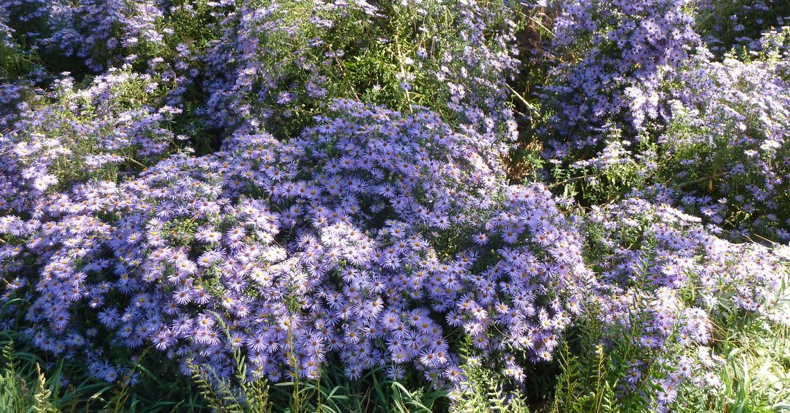 Alternatives to Mums: Beautiful Fall Blooming Perennials